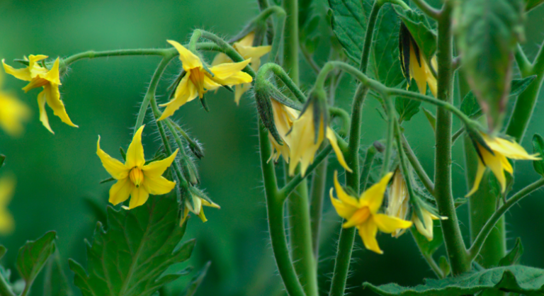 Tomato plant: structure and life - ABC of Agri