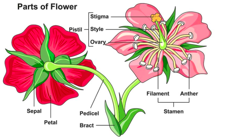 Parts of flower - ABC of Agri